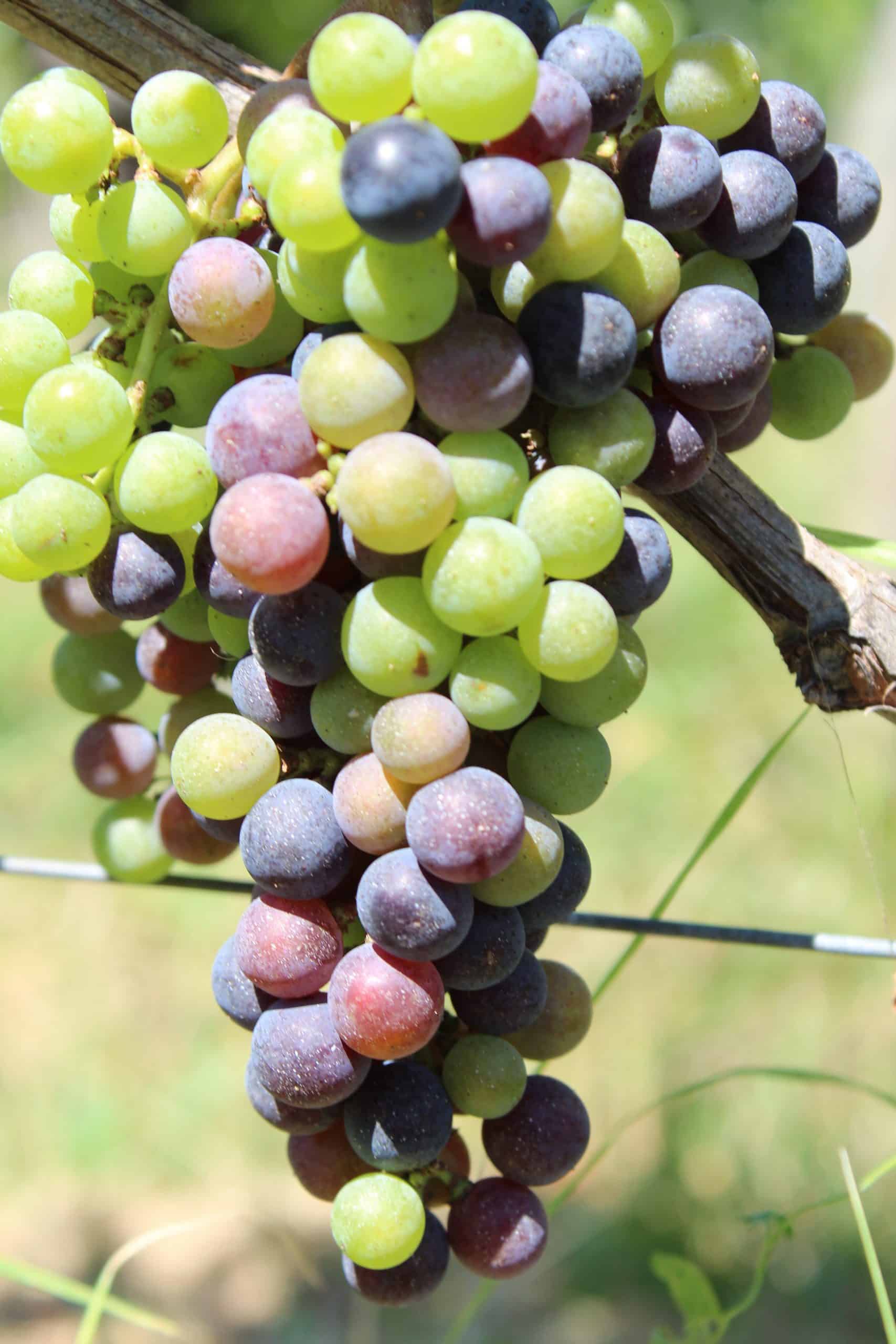 Véraison – Château de La Dauphine